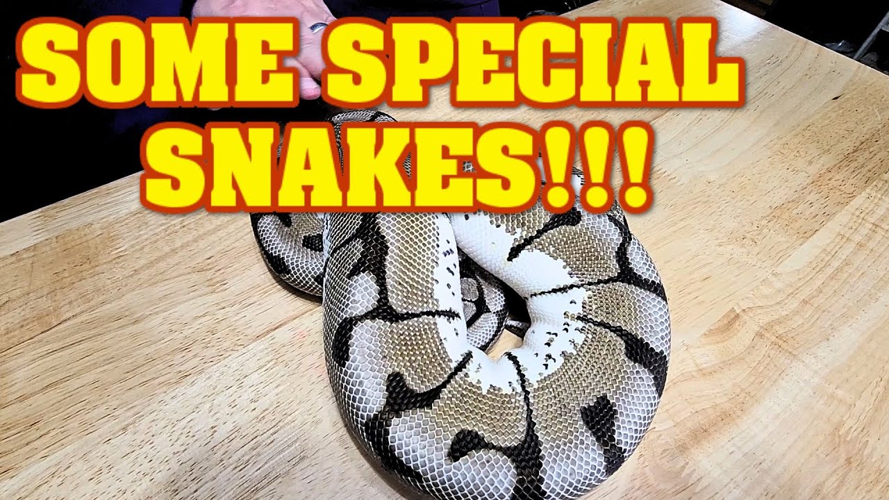 Here are some special snakes I am going to hate seeing go! - YouTube