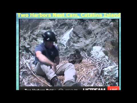 Two Harbors eaglet ID Banding begins with Dr. Peter Sharpe on the Nest ...