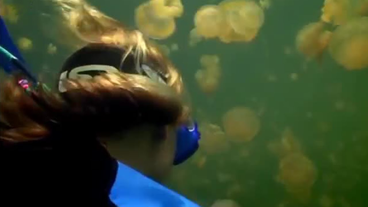 Snorkling with Golden Jellyfish | Pacific Abyss | BBC Earth - YouTube