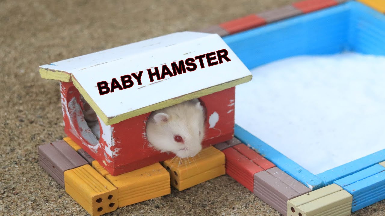 Hamster Farm_Baby Hamster and Red House new_Farm84vn DIY - YouTube