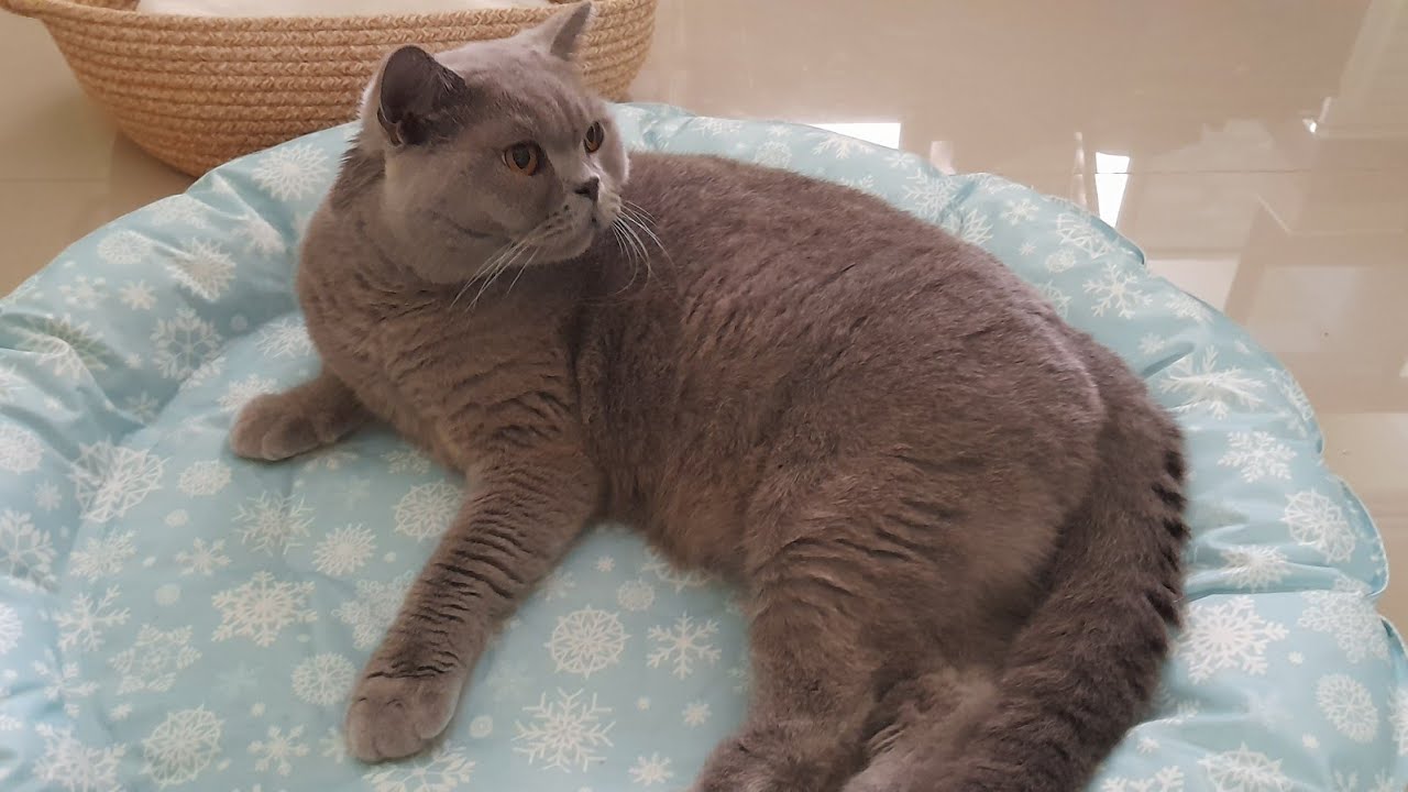 Jax & FLUFFY the Cat - YouTube