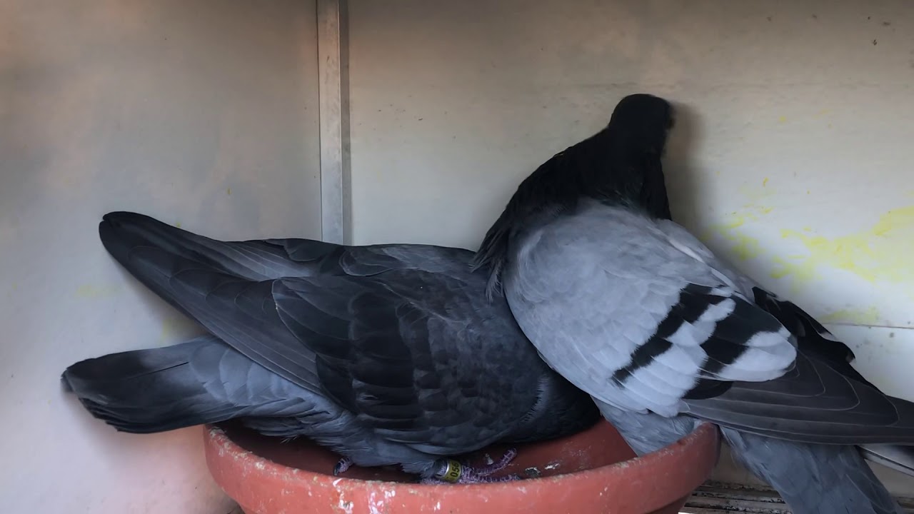 Palomas de conquista Cubanas.. - YouTube