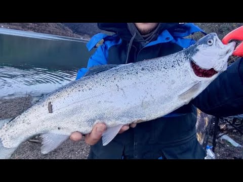 3 DAKİKADA SOMON AVINI ÖĞRENİN / SOMON AVI TEKNİKLERİ / ALABALIK AVI NASIL YAPILIR .