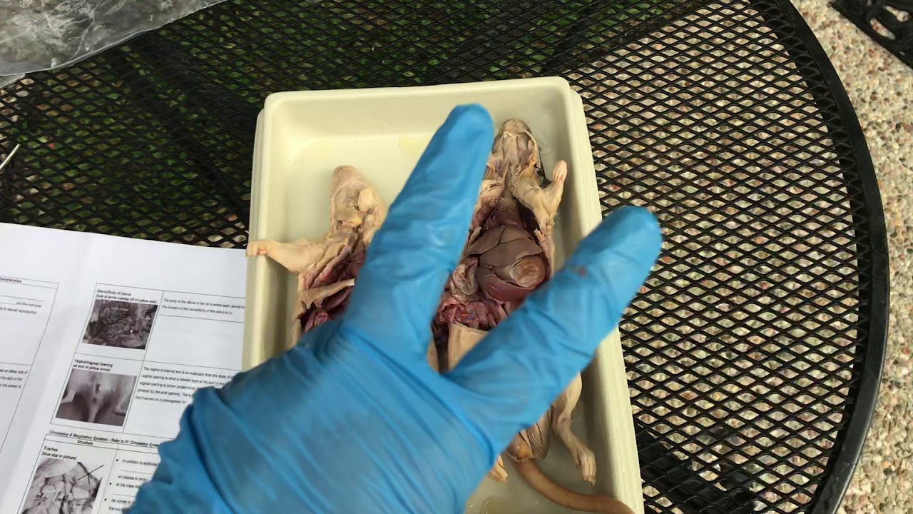Rat Dissection - Female Reproductive System - YouTube