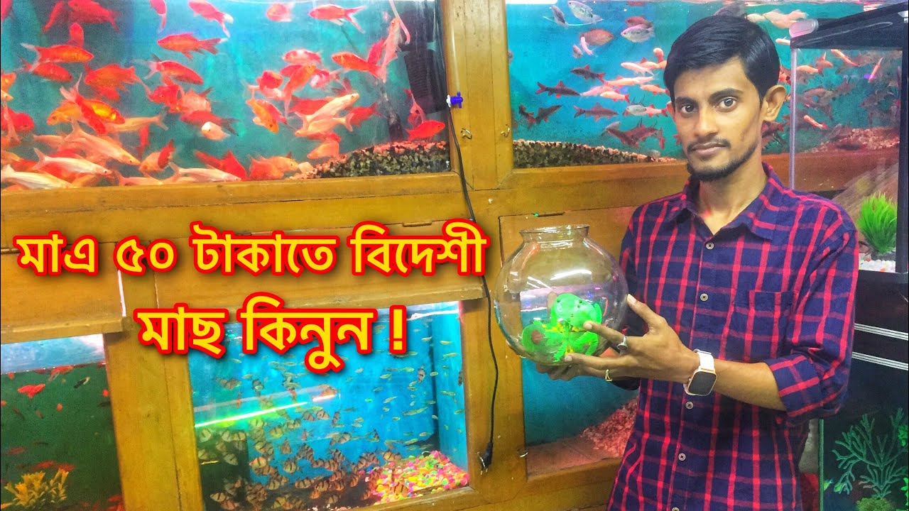 best price fish and aquarium market in katabon।। aquarium and fish ...