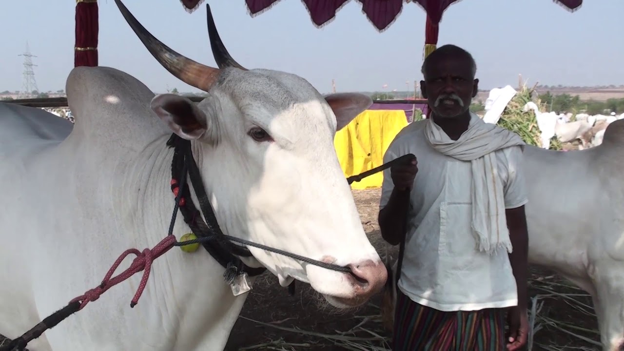 5 lakhs for handsome khillari bull at Horti cattle fair - YouTube