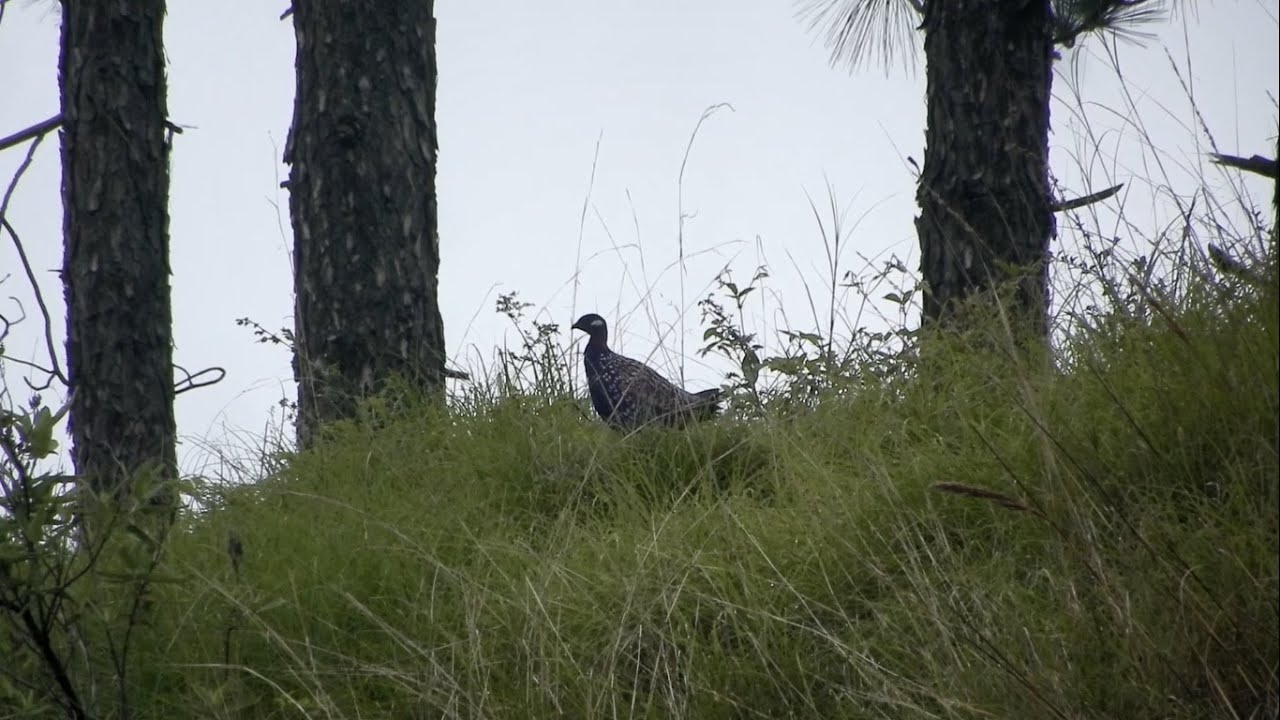 Black partridge || Himachal Pradesh, India - YouTube