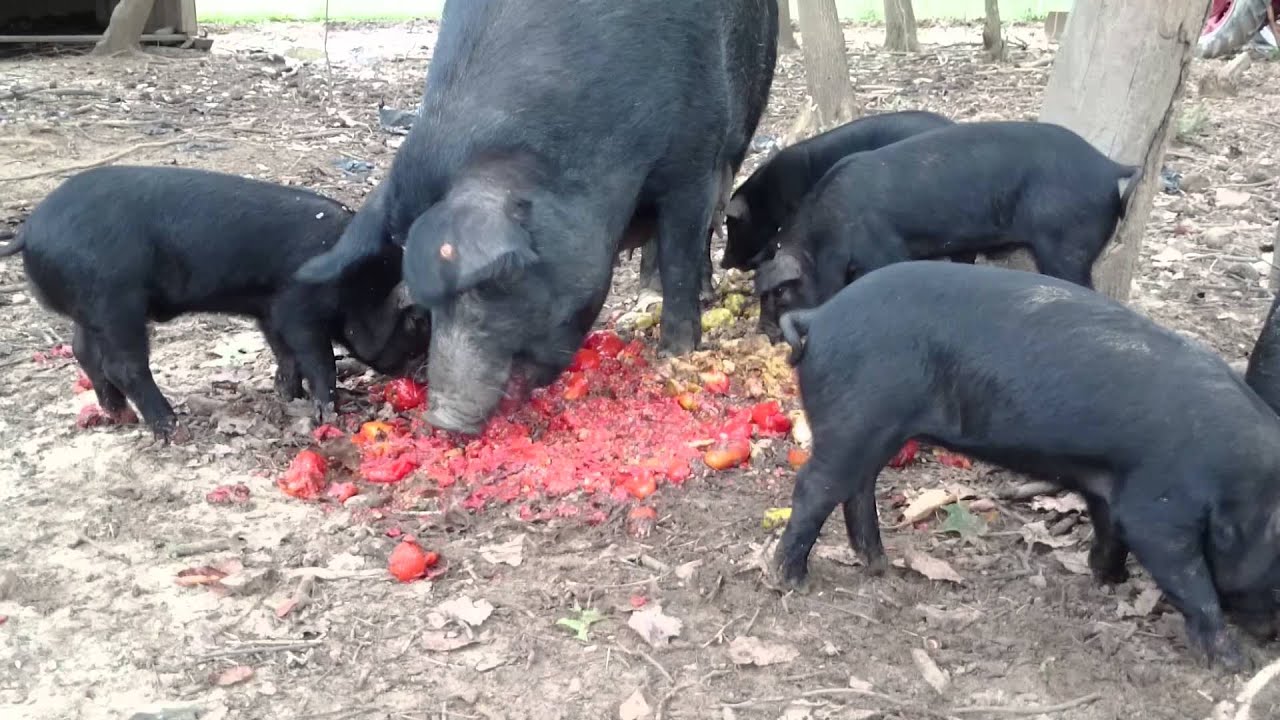 Mulefoot pigs eating breakfast - YouTube