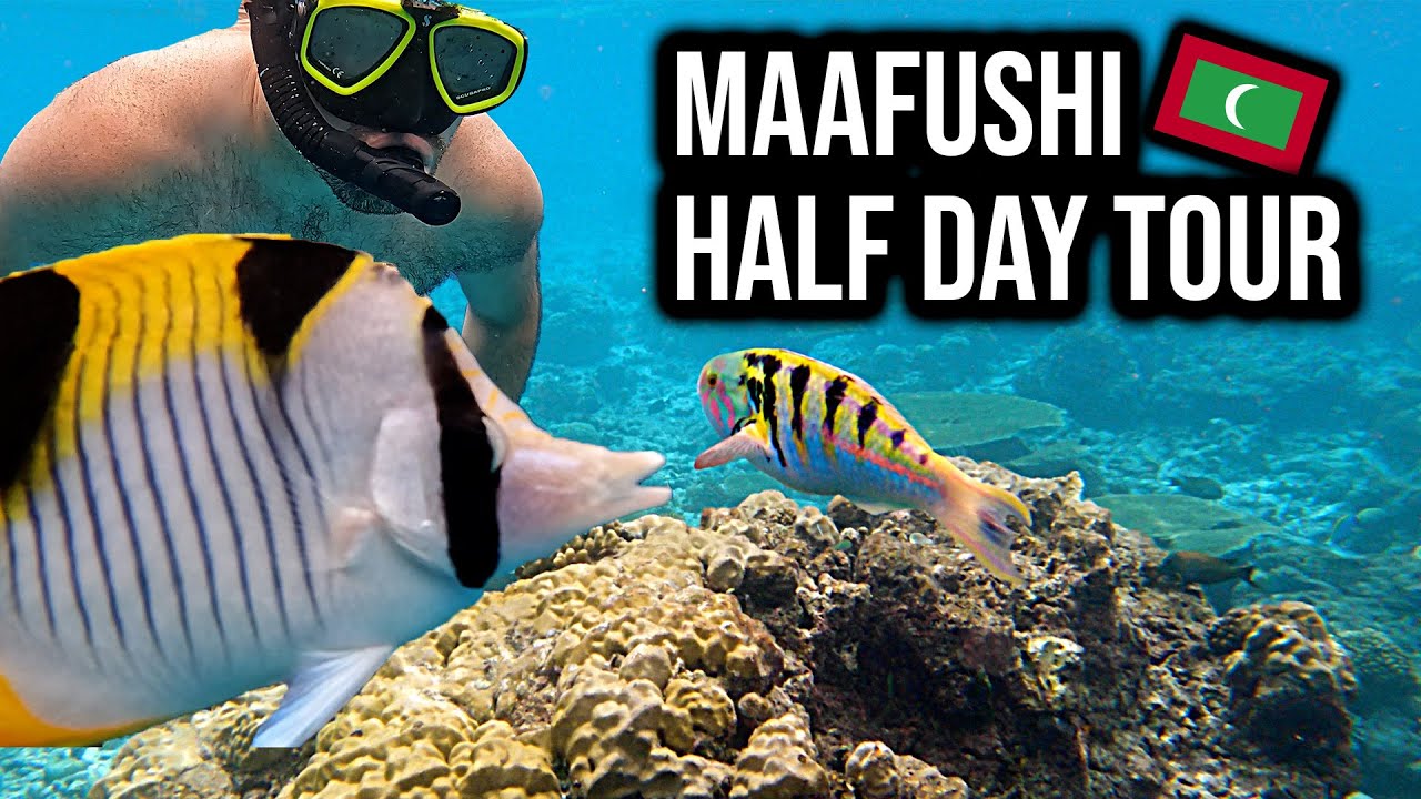 The Half Day Snorkeling Tour in The Maldives Is AMAZING! 🇲🇻 (Maldives ...