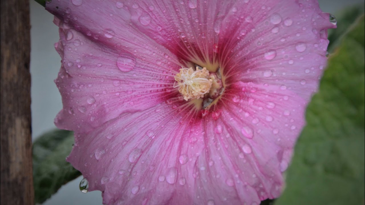 Alcea setosa from the wild to apartment garden - YouTube