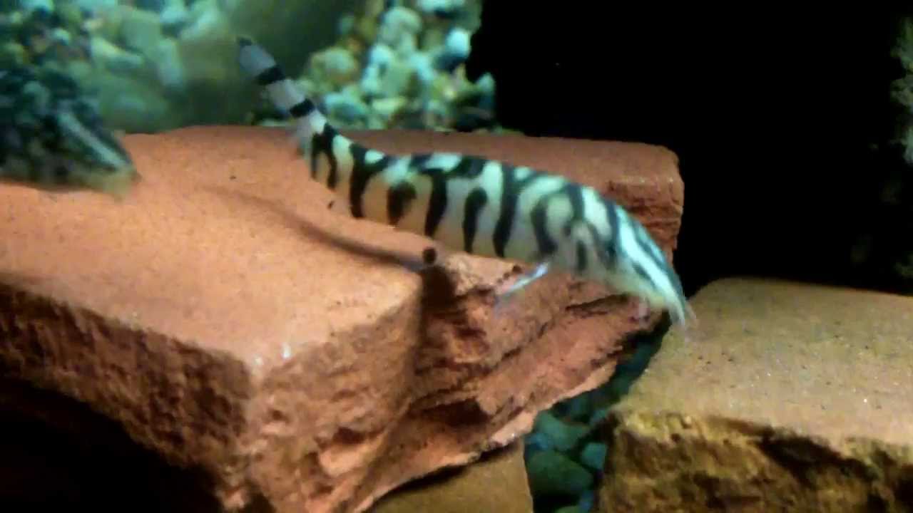 Yoyo Loach - Botia almorhae - YouTube