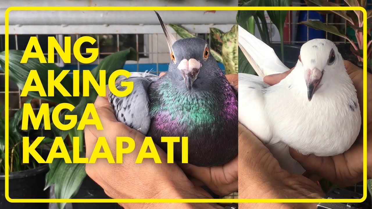 ANG AKING MGA ALAGANG PAMBATO SA KALAPATI RACING | ANG GAGANDA NG LAHI ...
