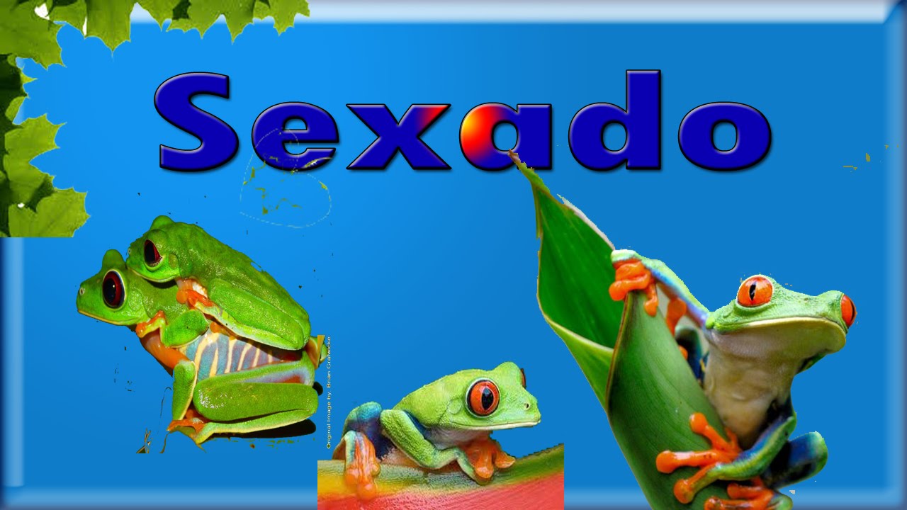 Sexado de ranas de ojos rojos (diferencia entre machos y hembras) - YouTube