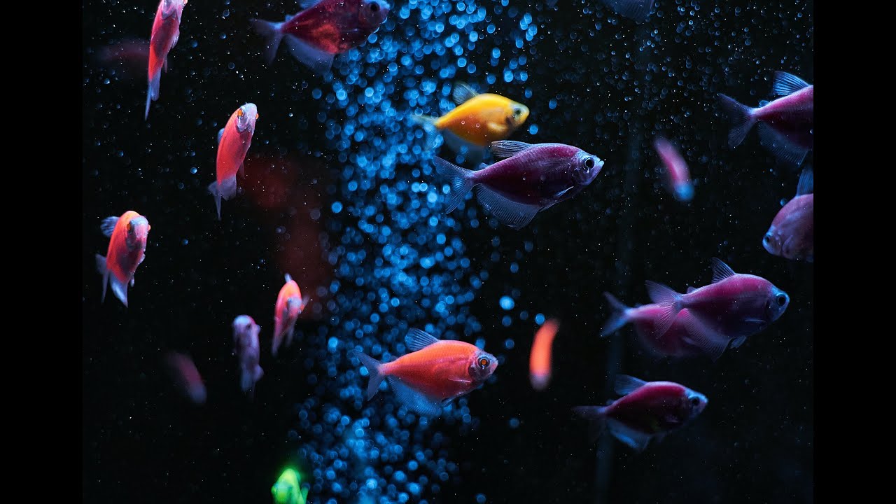 Semi | Planted Aquarium | Colorful Widow Tetra Fish | Rainbow Shark ...