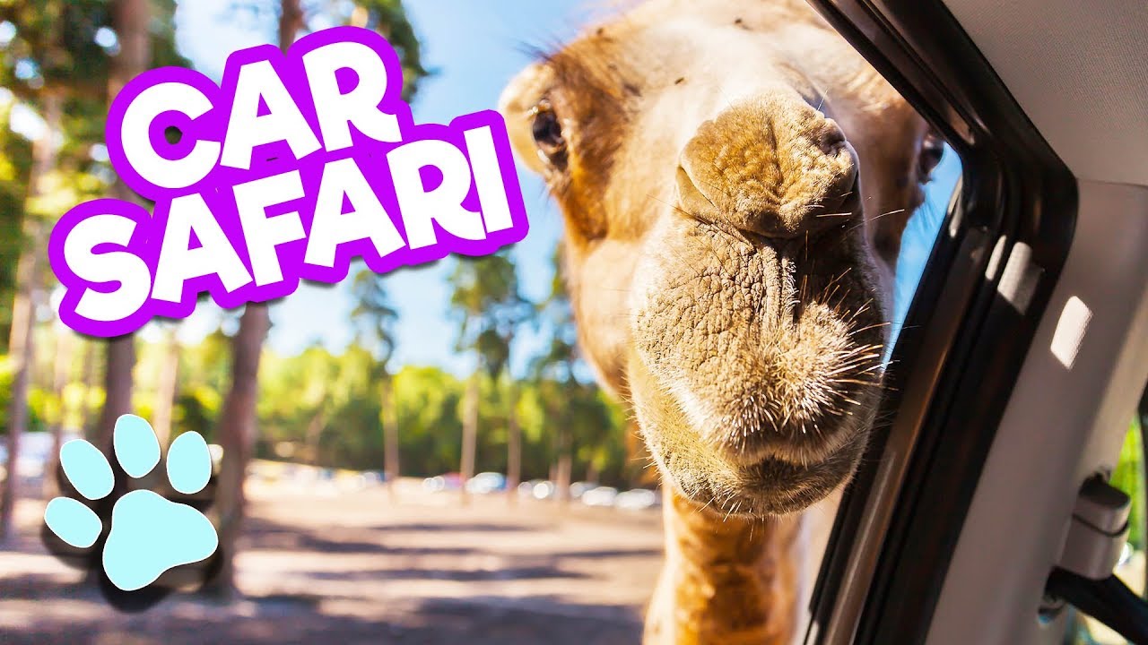This is Madness! Car Safaris | Funny Animals and Cars Compilation | # ...