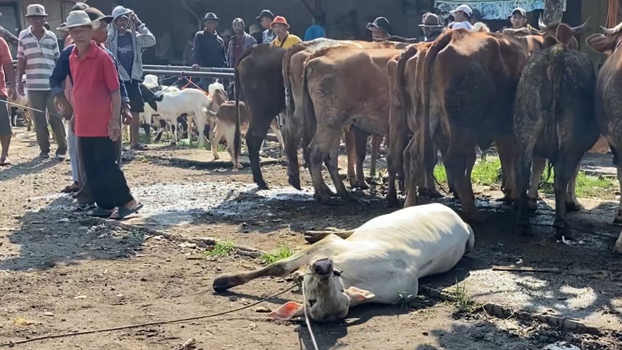 SEREM SAPI NGAMUK NGEJAR ORANG TERGELETAK LEMAS - YouTube