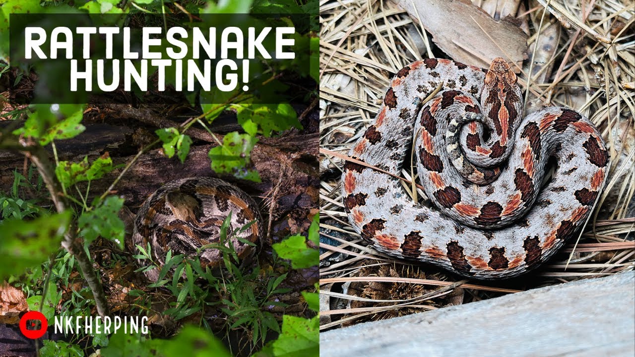 Rattlesnake Hunting in Metro Atlanta! September Flipping, Hiking, and ...