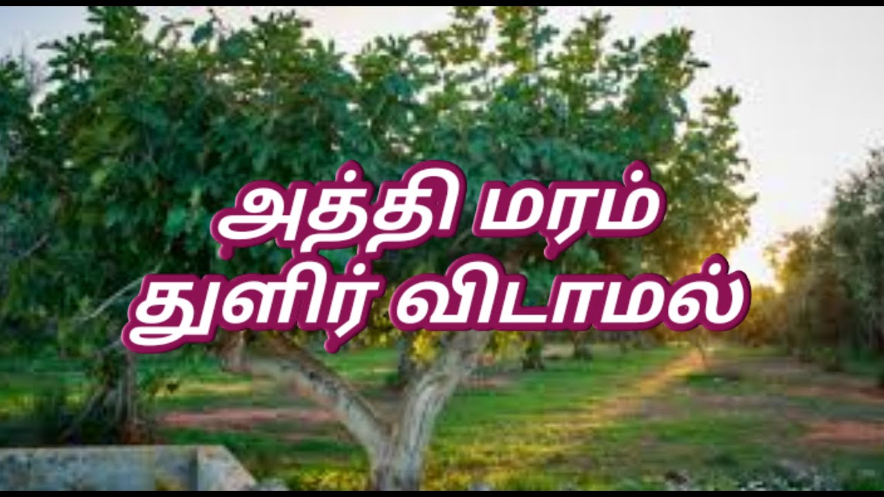 Aththi Maram Thulir Vidamal அத்தி மரம் துளிர் விடாமல் - YouTube