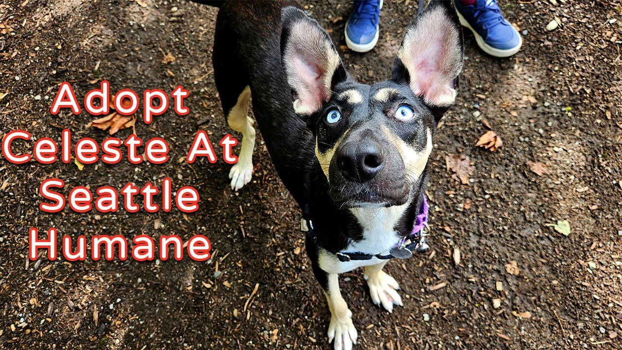 Adopt Celeste at Seattle Humane - YouTube