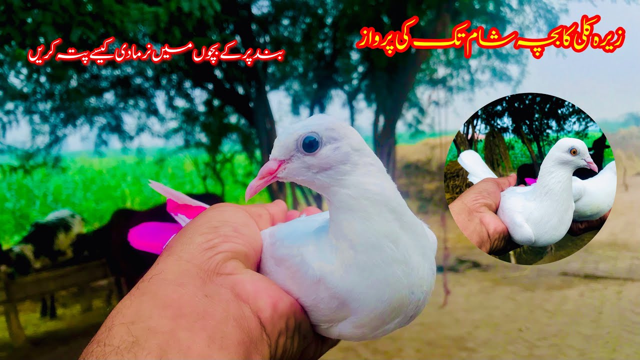 Band Par Ka Bacha Sham Tak Ki Parwaz - YouTube