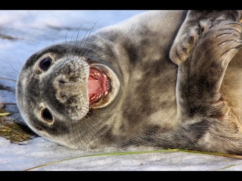 Seamore The Screaming Seal - YouTube
