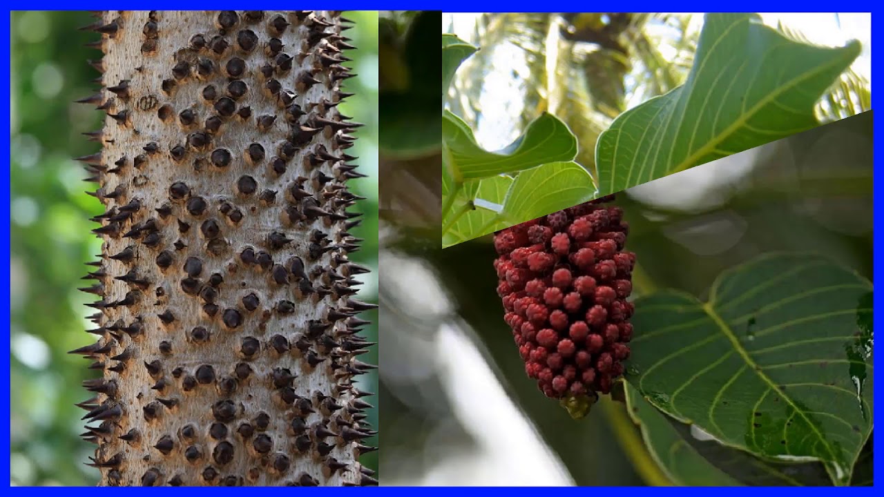 Árbol Catahua MEDICINAL - YouTube