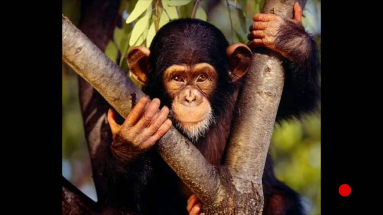 Maymunlar Hakkında İlginç Bilgiler - YouTube