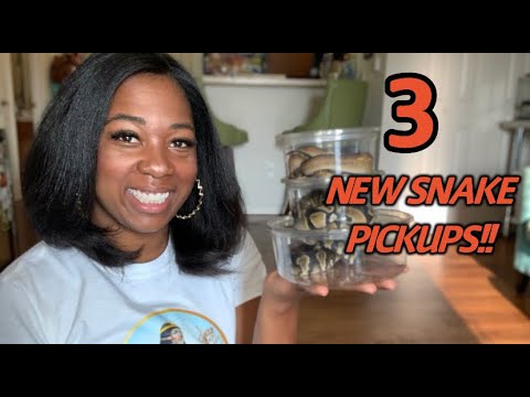 3 NEW SNAKE LOCAL PICKUPS!! | DREAM SNAKE UNBOXING | BALL PYTHON BREEDER | PRECIOUS PYTHONS ...