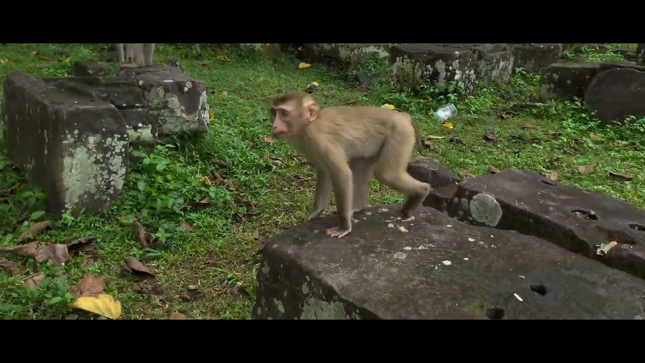 Lovely Monkey 🐵 💦 🥰🐒 4K HDR Video by SONY Xperia - YouTube