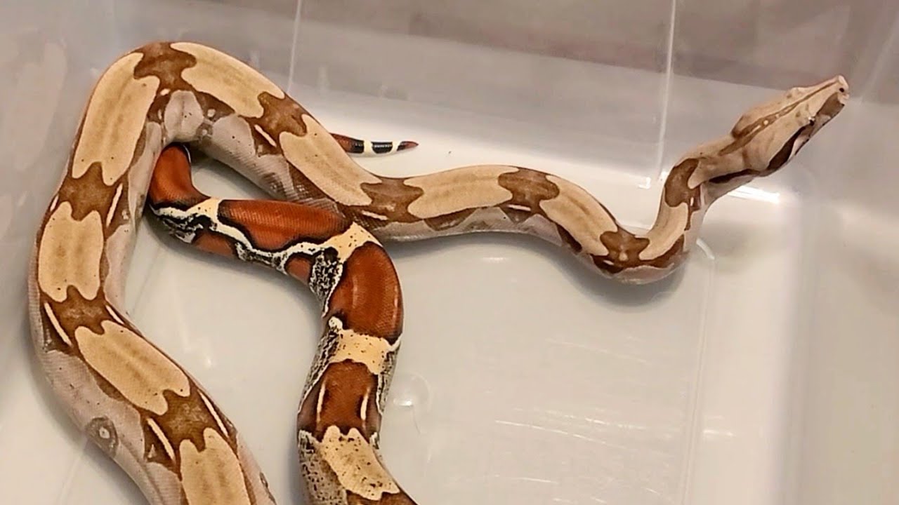 Meet all the boas - YouTube