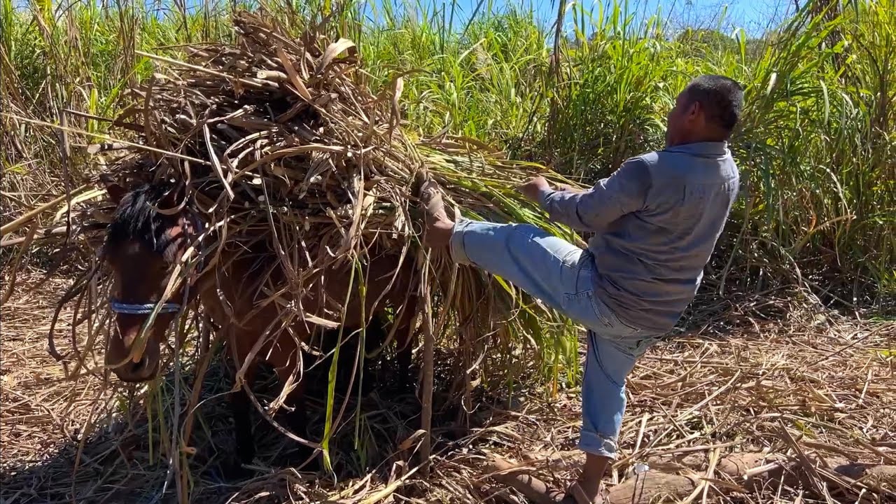 Así Trabaja Con Su Caballo Un Señor De Rancho En Oaxaca Mexico - YouTube