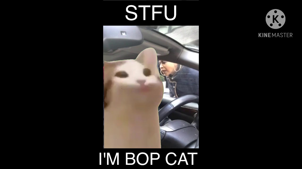 stfu, I'm Bop Cat - YouTube