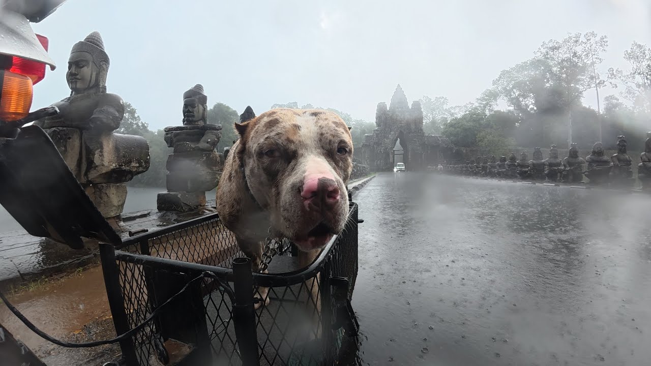 Today I took animal ah boy for a walk through the rain. - YouTube