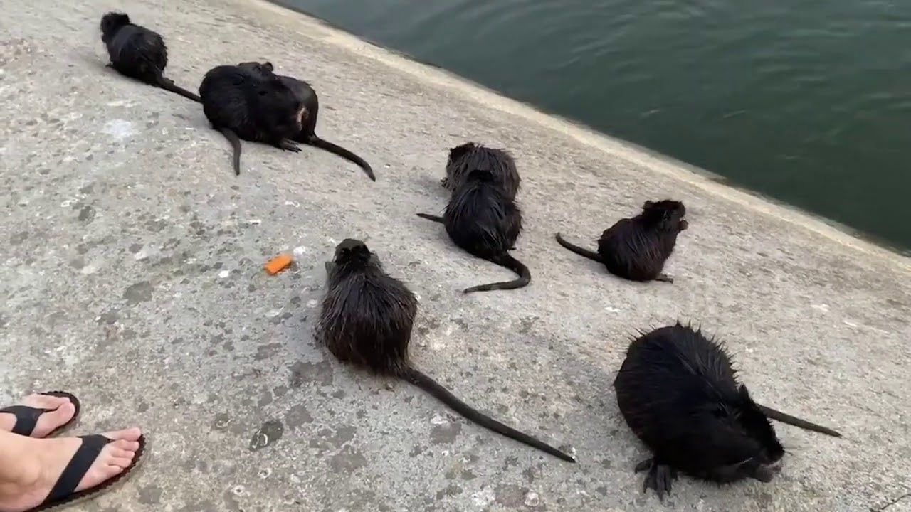 Kind woman feeds swamp rats on river bank in Italy - YouTube