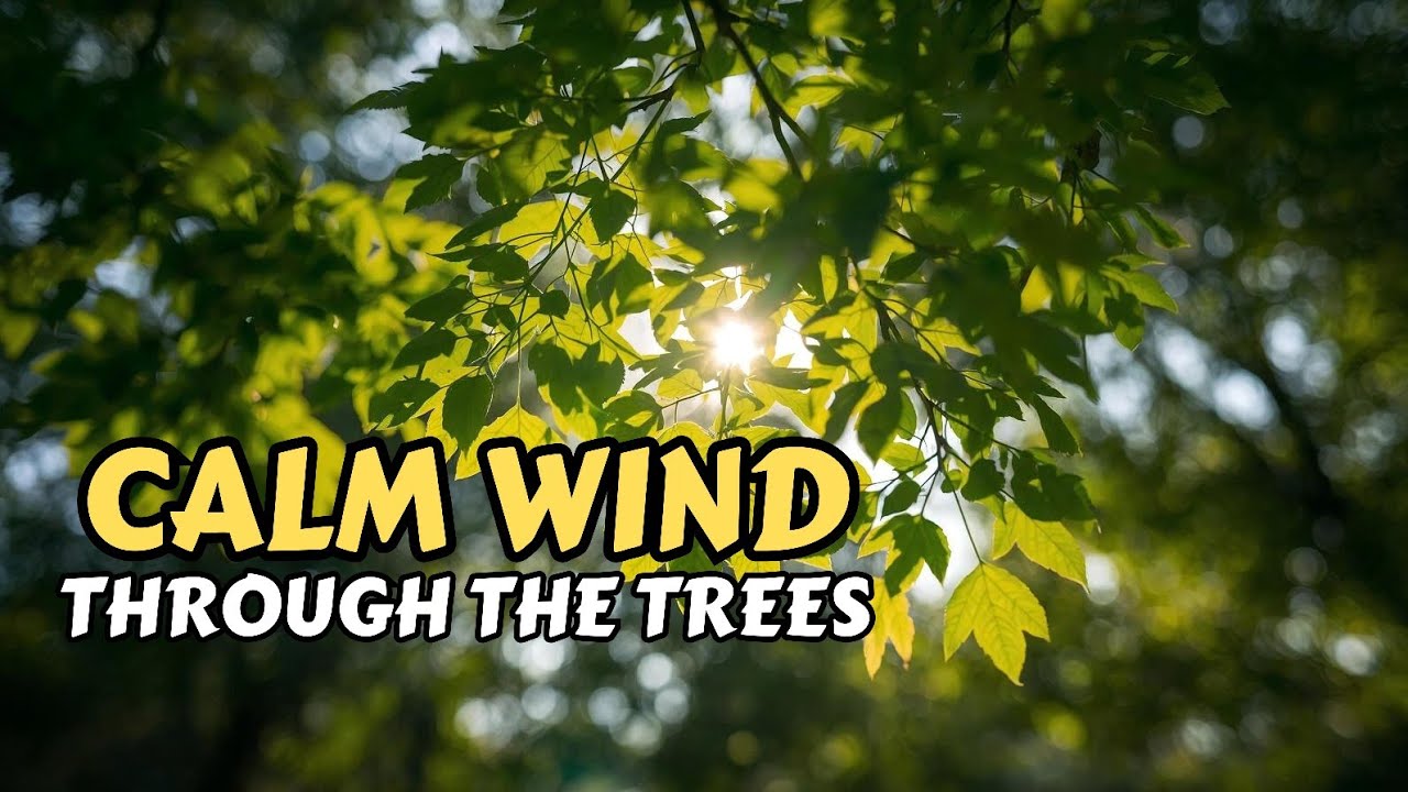 Calm Wind Through the Trees | Peaceful Classical Music - YouTube