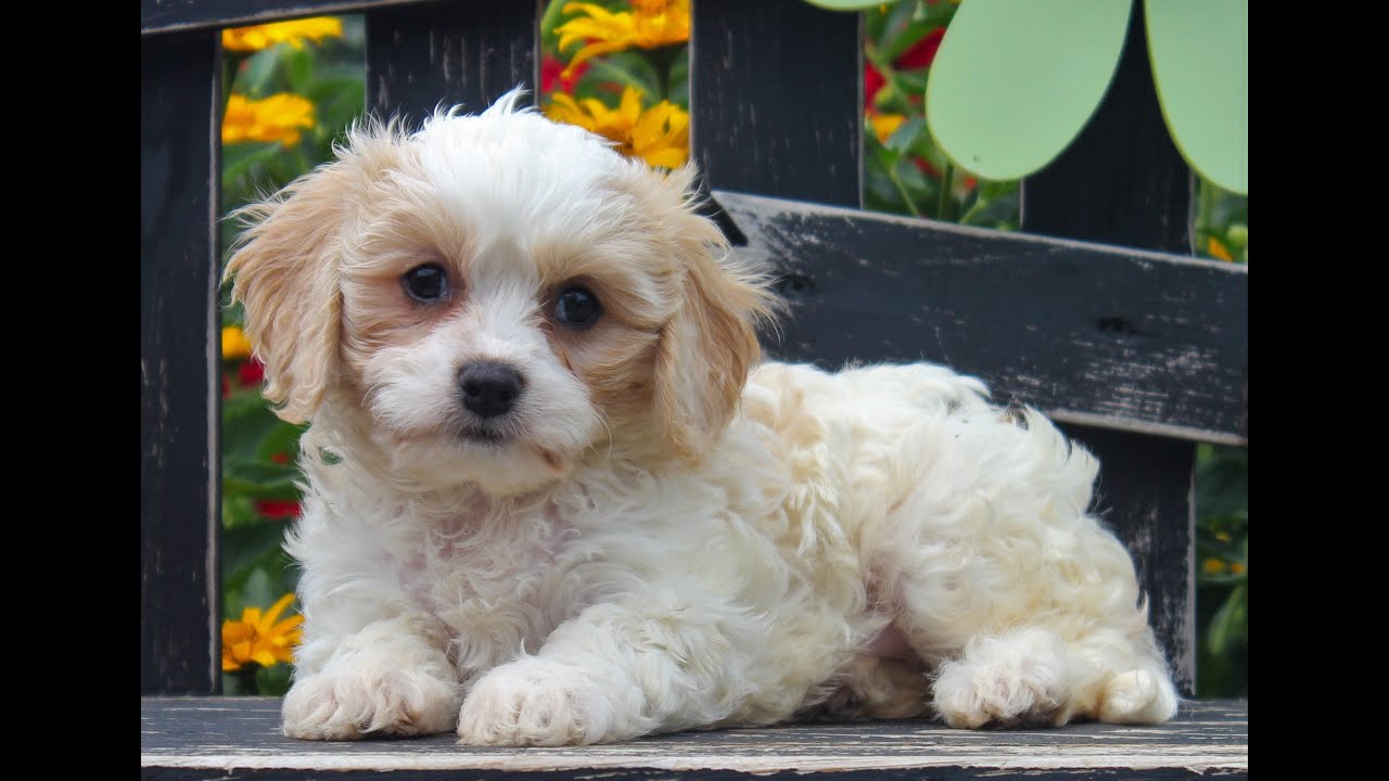 Cavachon Puppies for Sale - YouTube