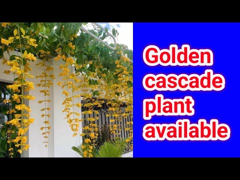 Golden cascade plant- கொத்து கொத்தாக பூத்து குலுங்கும் super variety ...