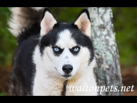 Siberian Husky "Smoke" for adoption at waltonpets.net - YouTube