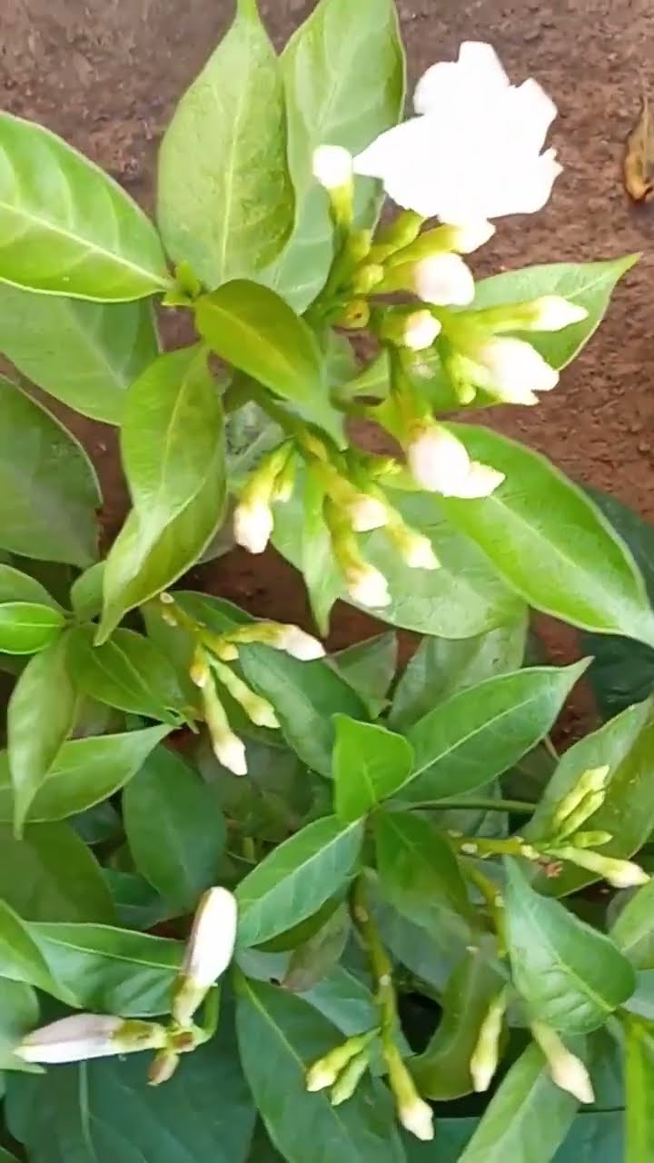 tagara flower - YouTube