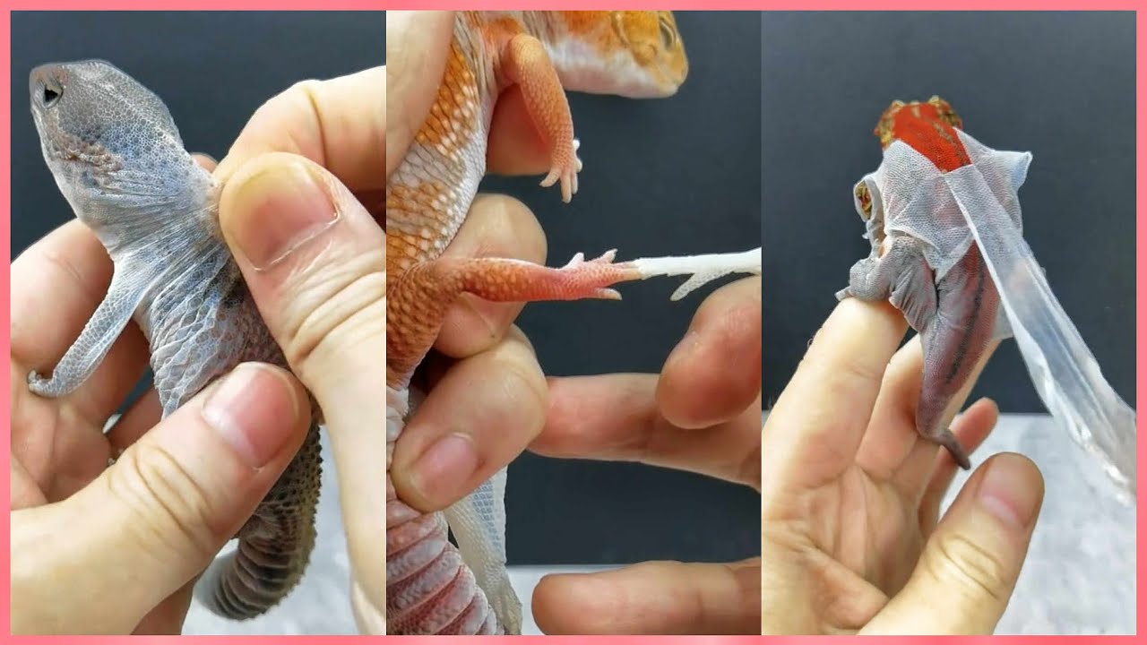 Lizard Peeling Skin ASMR Part 1 | Super Relaxing Visuals to Help You ...