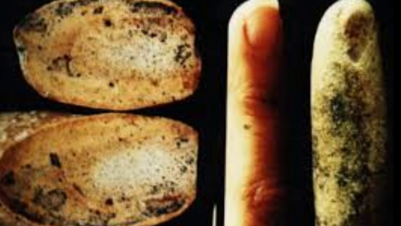 Mudfossil Giants and Titans Body Parts are Everywhere! - YouTube