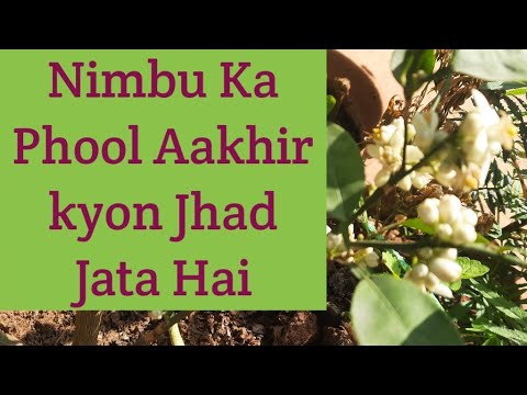 Nimbu Ka Phool Kyon Jhad jata hai - YouTube