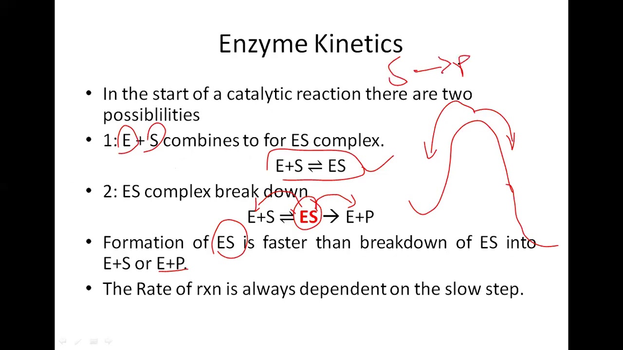 Introduction to Enzyme Kinetics - YouTube