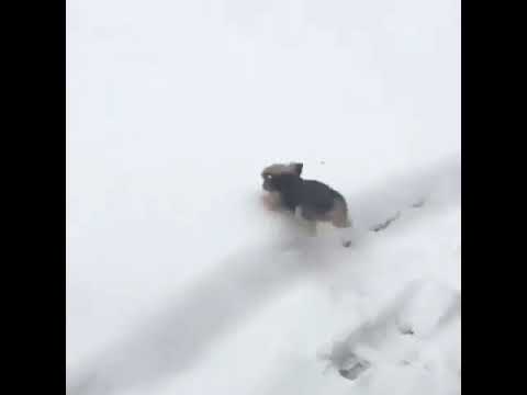 Komik videolar- hayvanlar alemi- Karda şımaran köpek