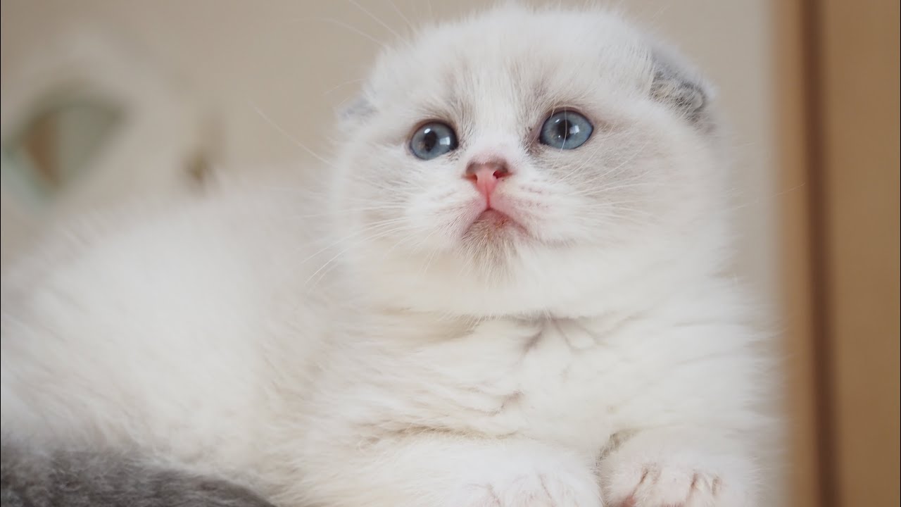 Scottish Fold Female with Blue Point & White@pethousetinytiny ...