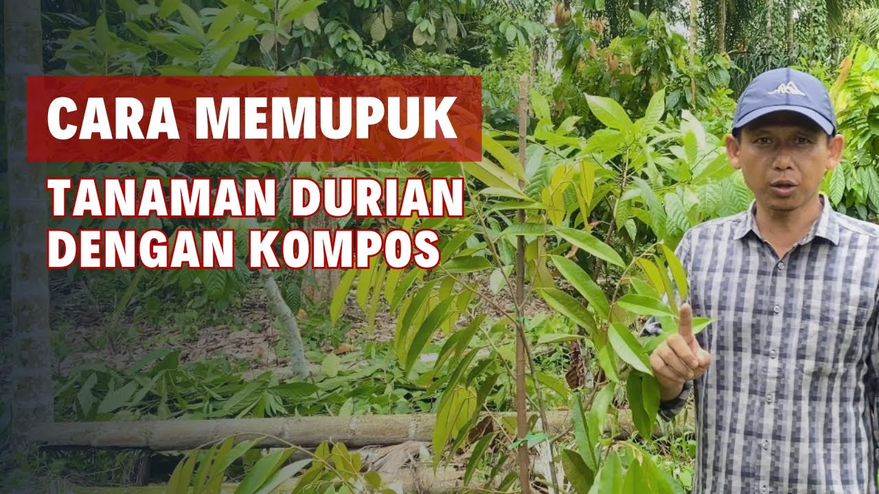 CARA MEMUPUK TANAMAN DURIAN DENGAN KOMPOS - YouTube