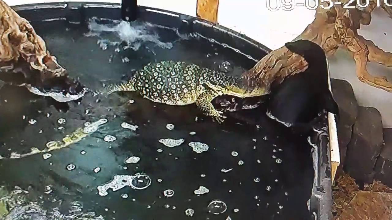 Water Monitor Mating Rituals - YouTube