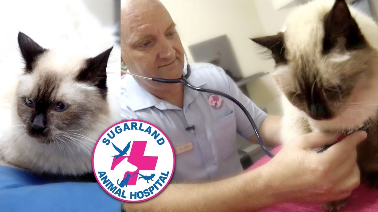 OUR CAT FRIENDLY ANIMAL HOSPITAL - YouTube