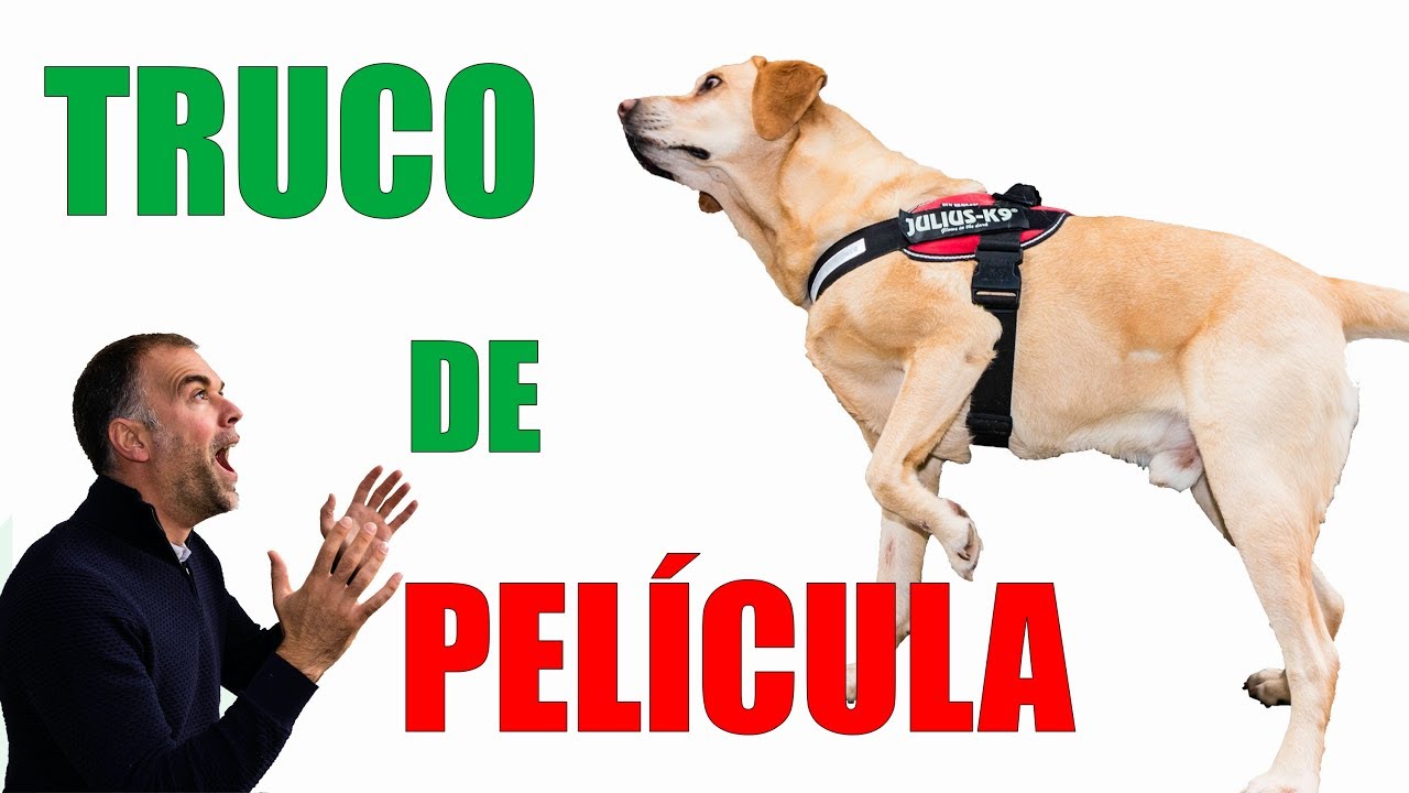 Cómo Enseñar A Tu Perro A Cojear Método Sencillo Youtube