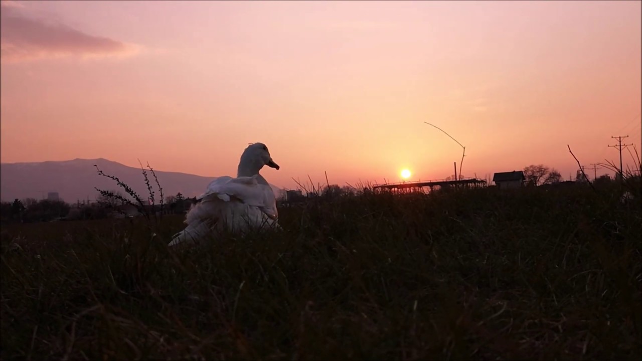 Day 7 of Spring: Duck is watching the Sunset - YouTube